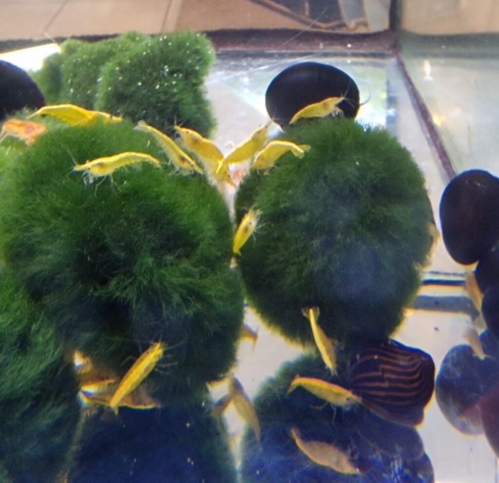 Neocaridina davidi yellow - Aquarium Holgen