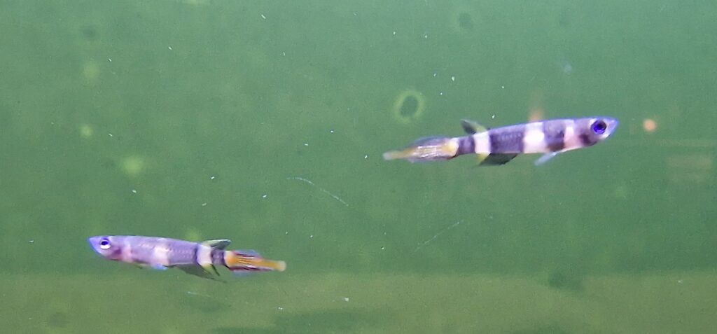 Epiplatys annulatus - Aquarium Holgen