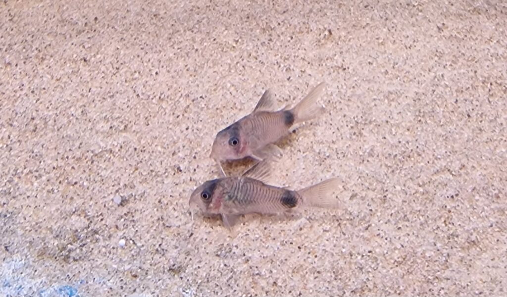 Corydoras panda - Aquarium Holgen