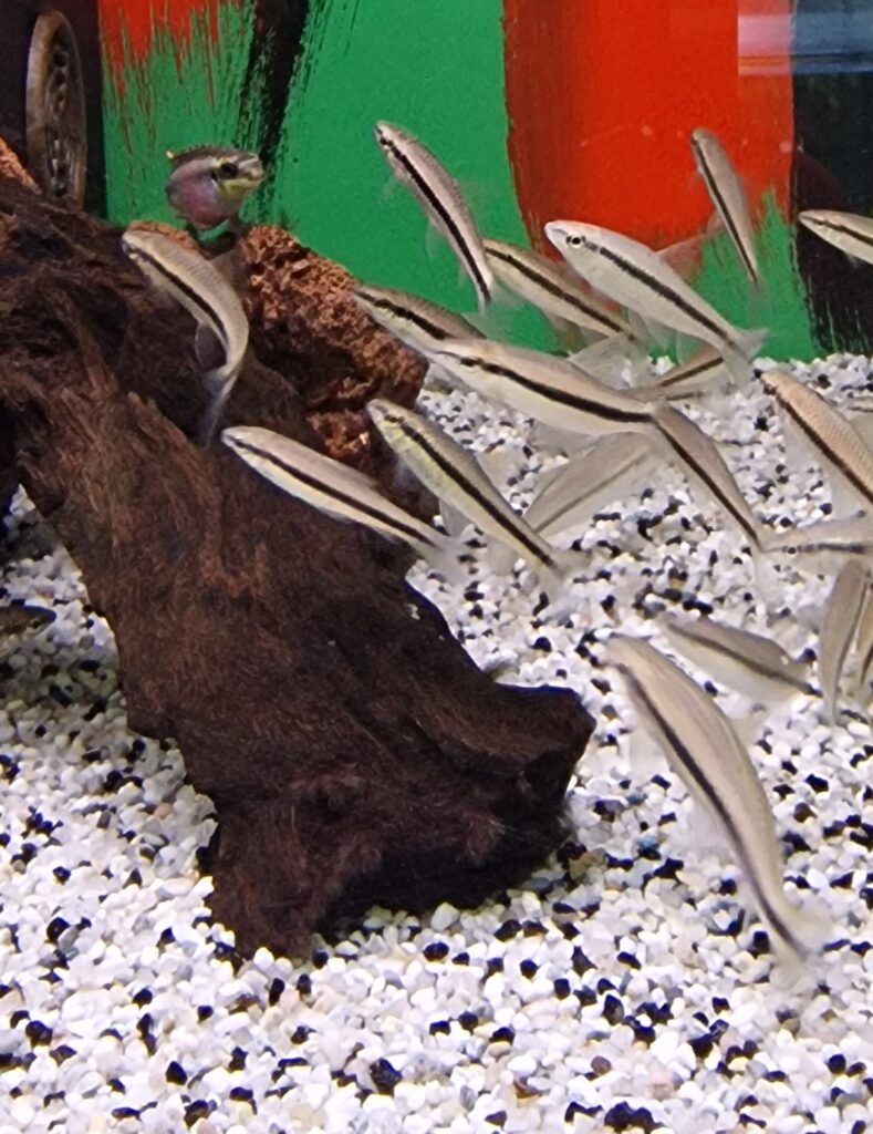 Crossocheilus siamensis ( Siamese algeneter ) - Aquarium Holgen